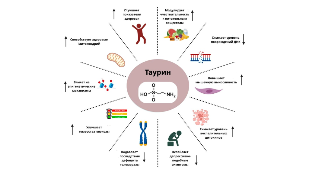 Таурин: для чего нужен организму, польза и вред | Статьи профессора Дадали